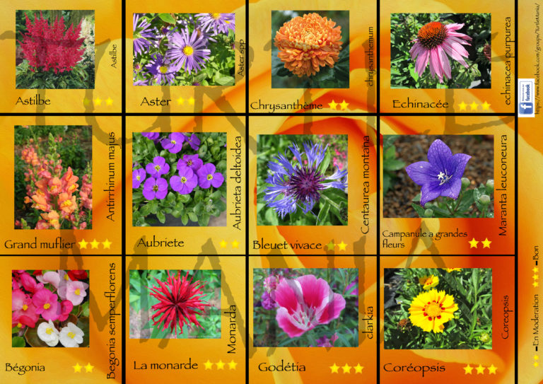 les fleurs mangeables 1 Francias | TURTLE MANIA
