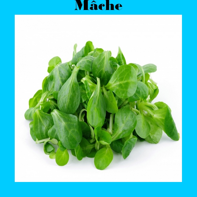 Mâche | TURTLE MANIA