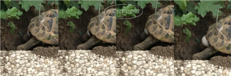 La reproduction | TURTLE MANIA