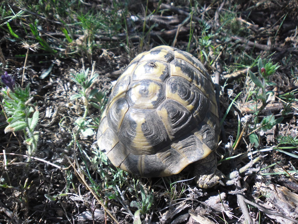 SAM_3782 | TURTLE MANIA