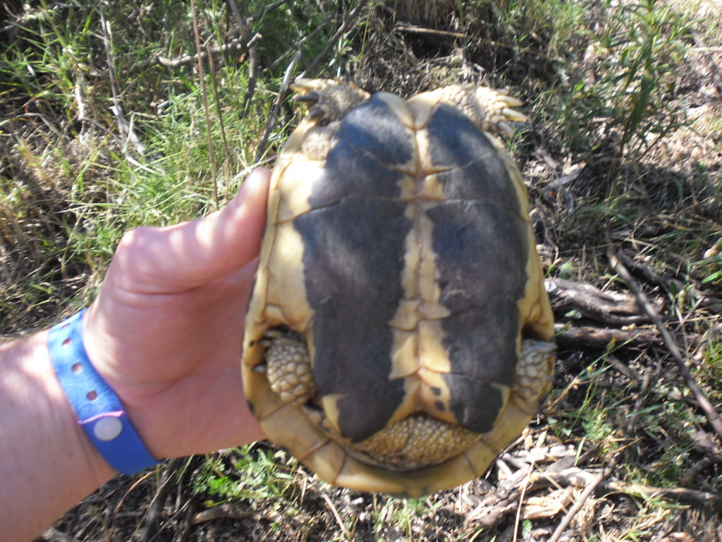 SAM_3783 | TURTLE MANIA