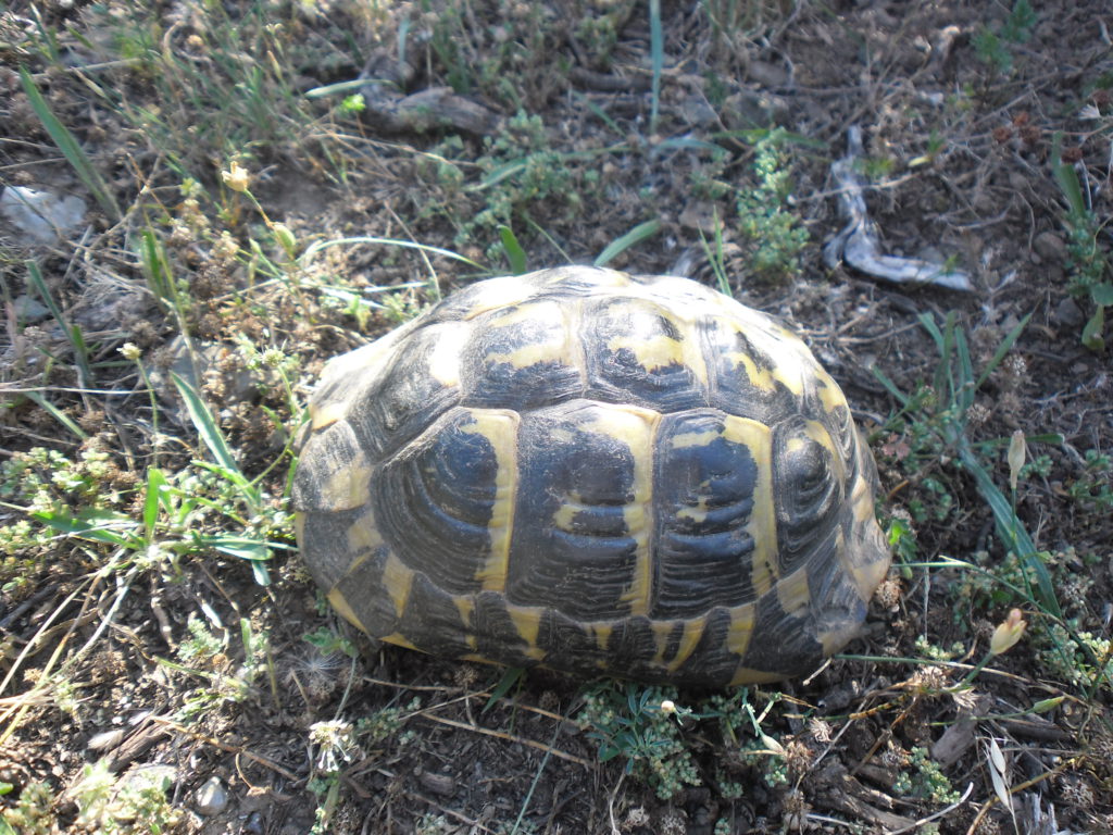 SAM_3818 | TURTLE MANIA