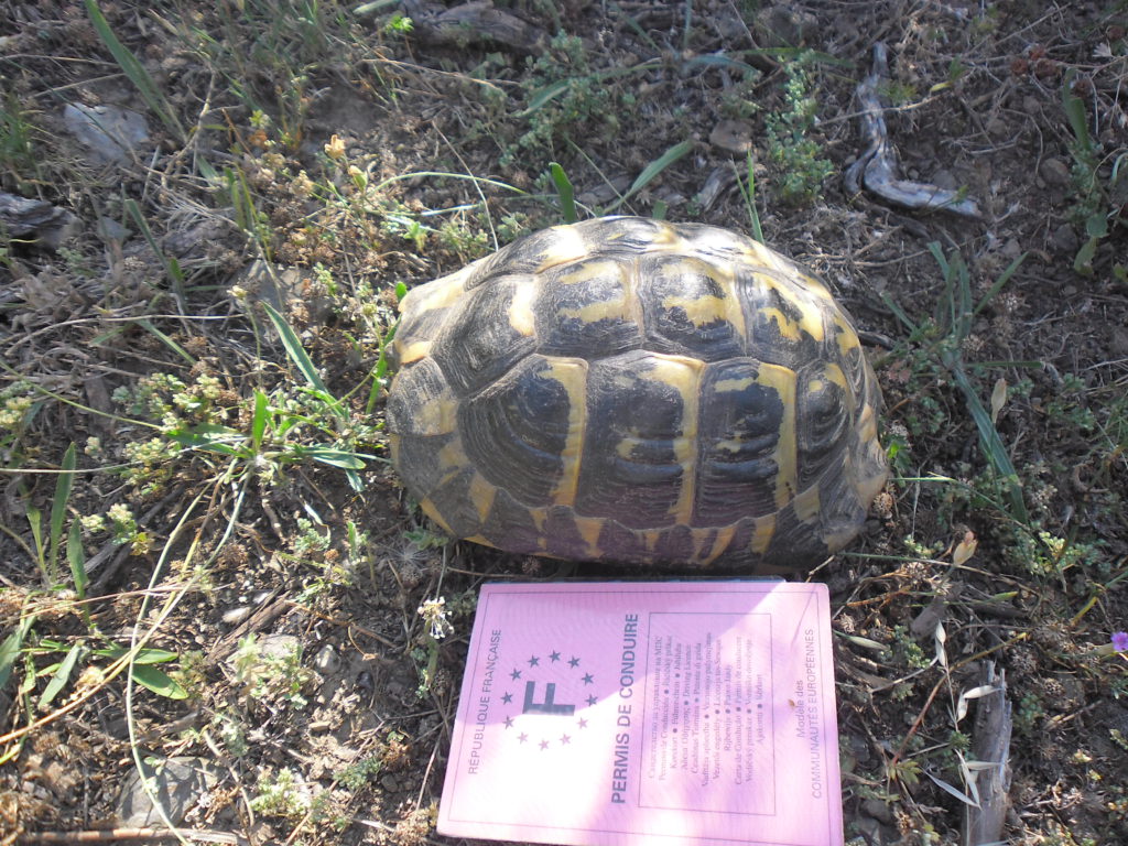 SAM_3819 | TURTLE MANIA