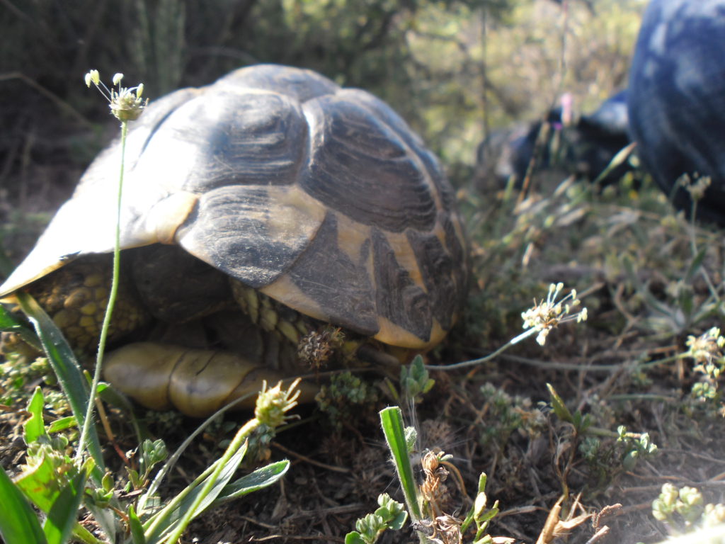 SAM_3820 | TURTLE MANIA