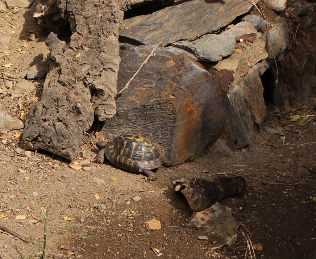 centre-alberes | TURTLE MANIA