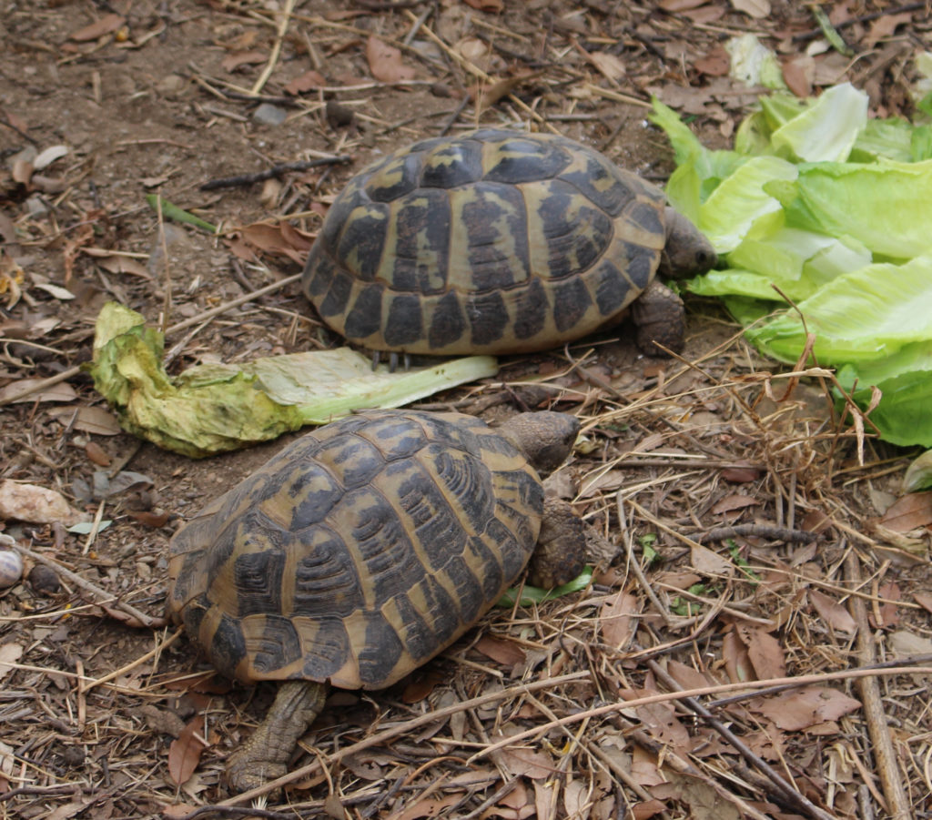 centre-alberes30 | TURTLE MANIA