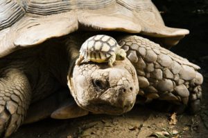 La Sulcata | TURTLE MANIA